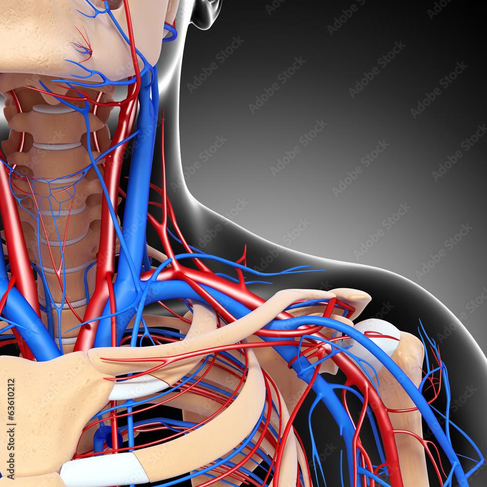 Poster Anatomy of circulatory system – Wall Art | UkPosters