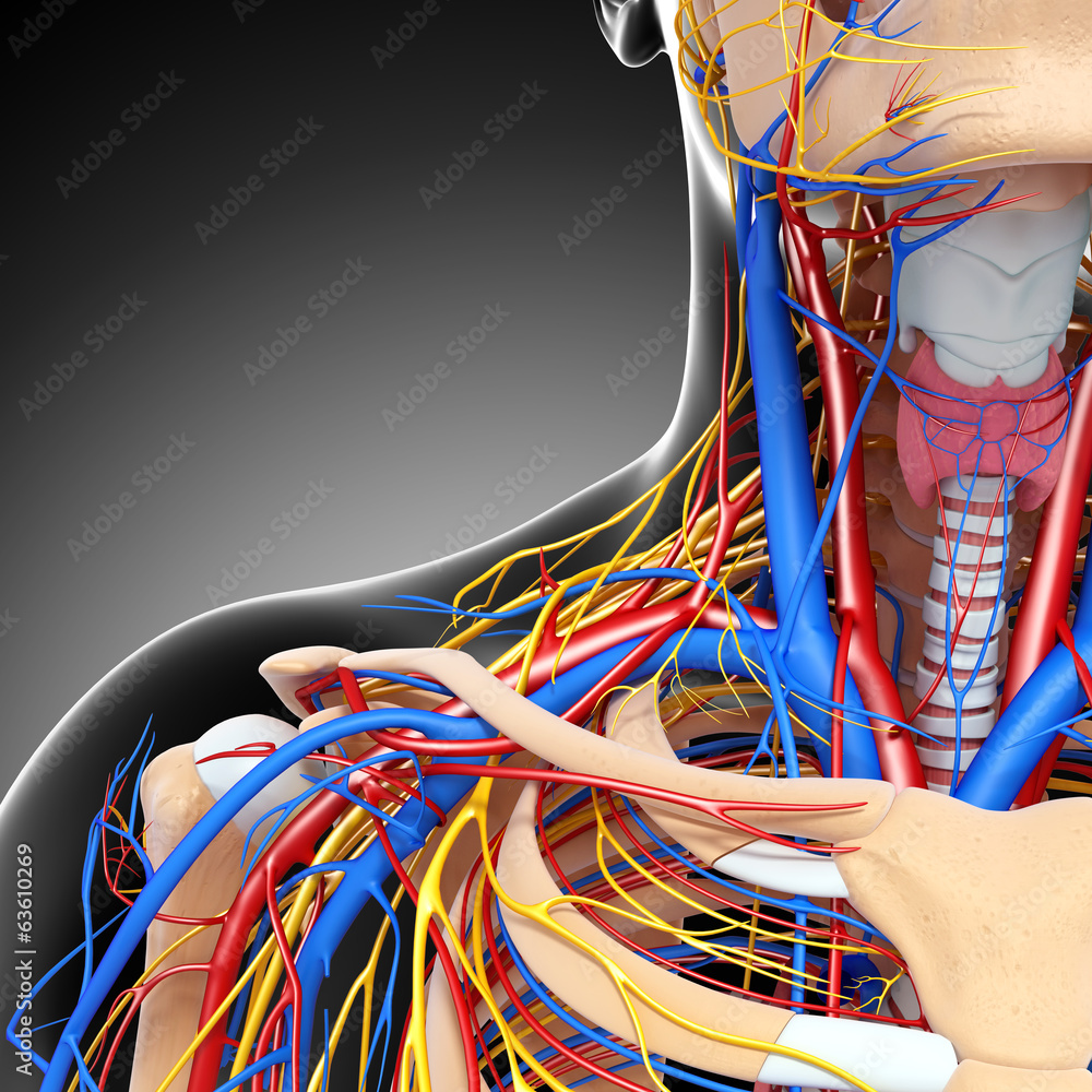 Anatomy of circulatory system and nervous system Stock Illustration ...