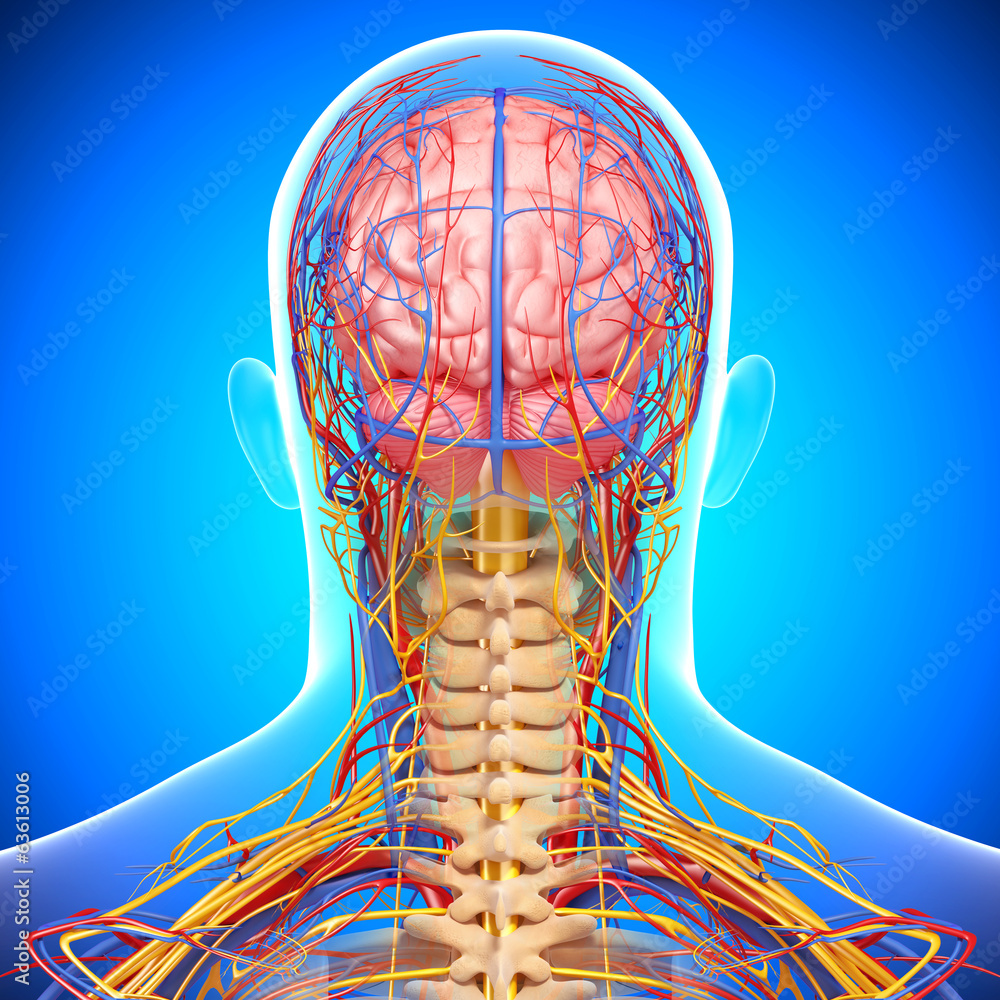 Anatomy of head circulatory and nervous system Stock Photo | Adobe Stock