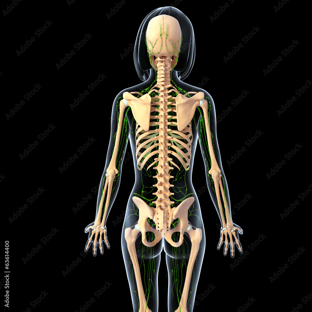 Anatomy of female lymphatic system in black Stock Illustration | Adobe ...
