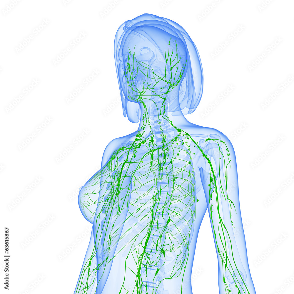 Photo & Art Print 3d Anatomy of female lymphatic system, pankajstock123