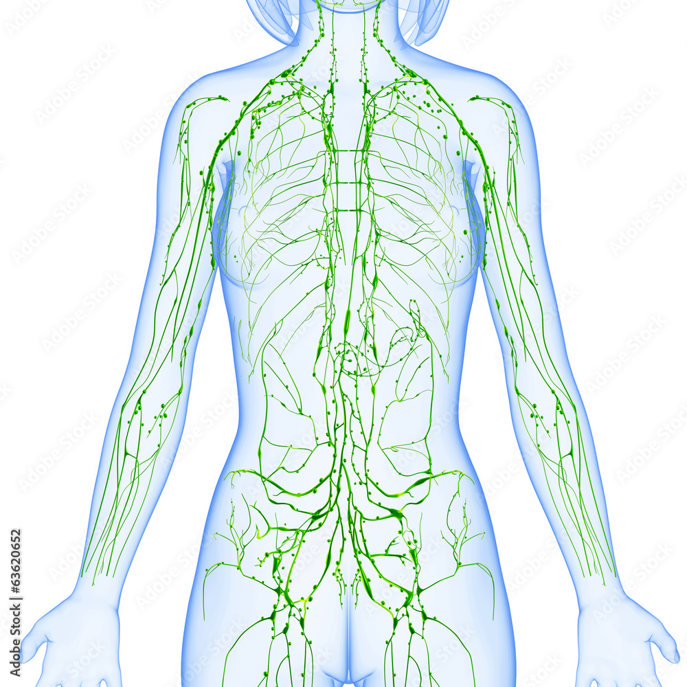 3d Anatomy of lymphatic system Stock Illustration | Adobe Stock