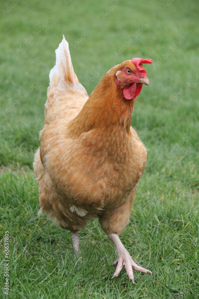 poule Stock Photo | Adobe Stock