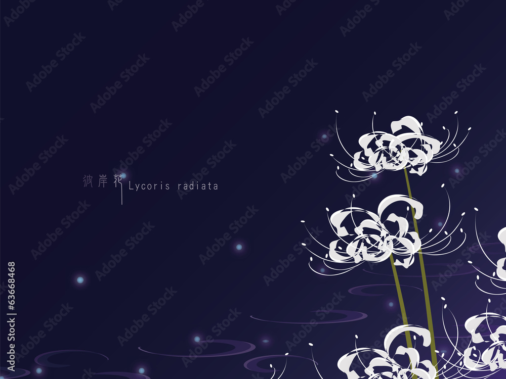 Lycoris radiata (Red spider lily) Stock Vector | Adobe Stock