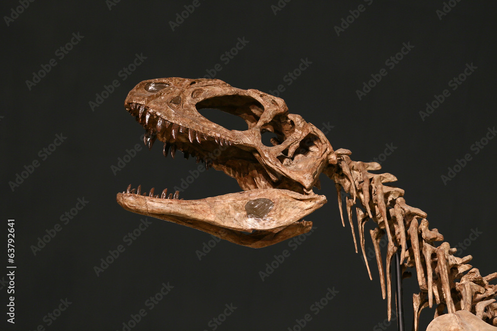 シンラプトル・ドンギ -Sinraptor dongi- Stock 写真 | Adobe Stock