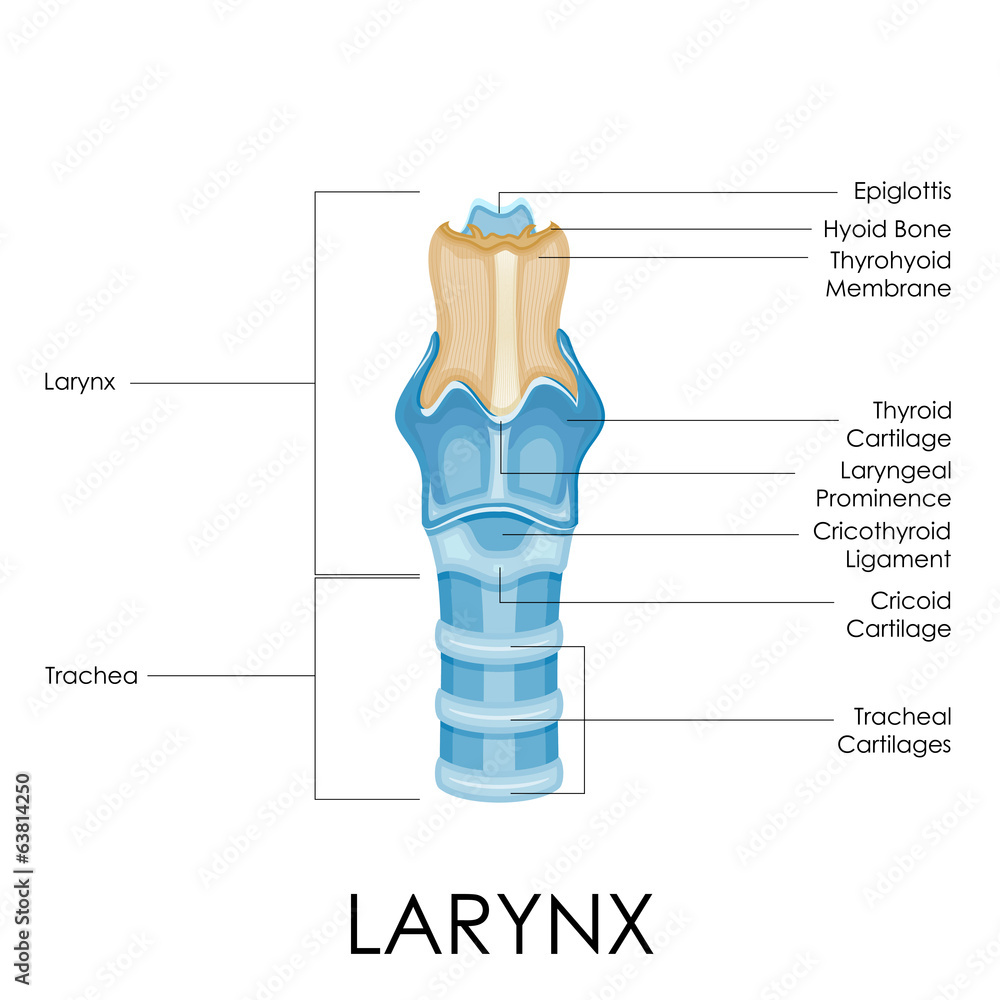 Diagram of Larynx Stock Vector | Adobe Stock