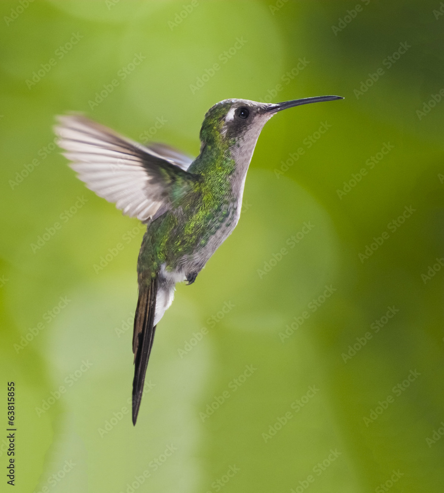 picaflor foto de Stock | Adobe Stock