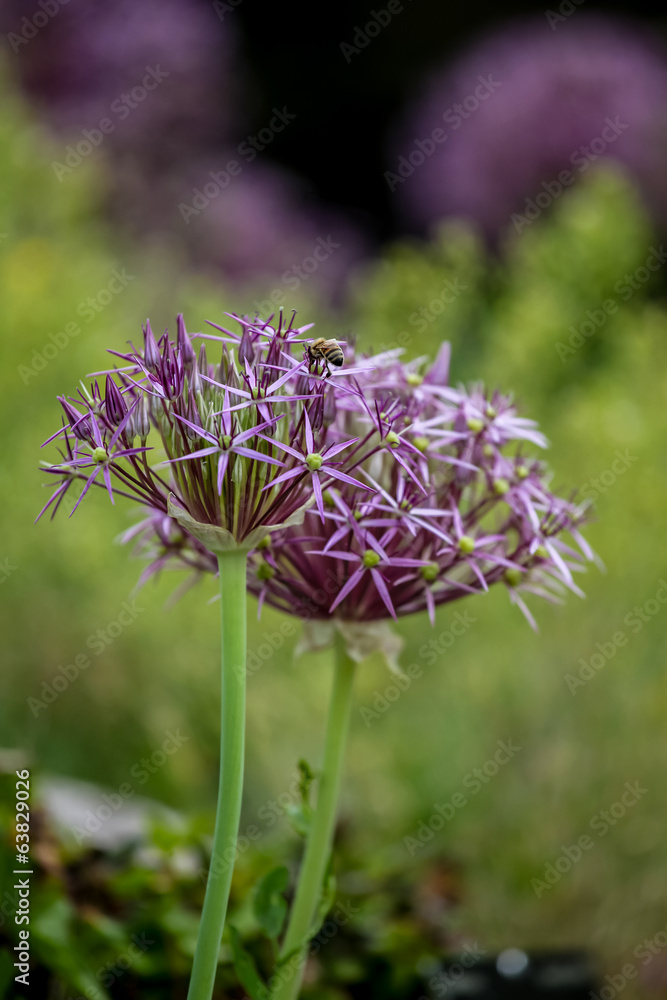 Allium Christophii Star Of Persia