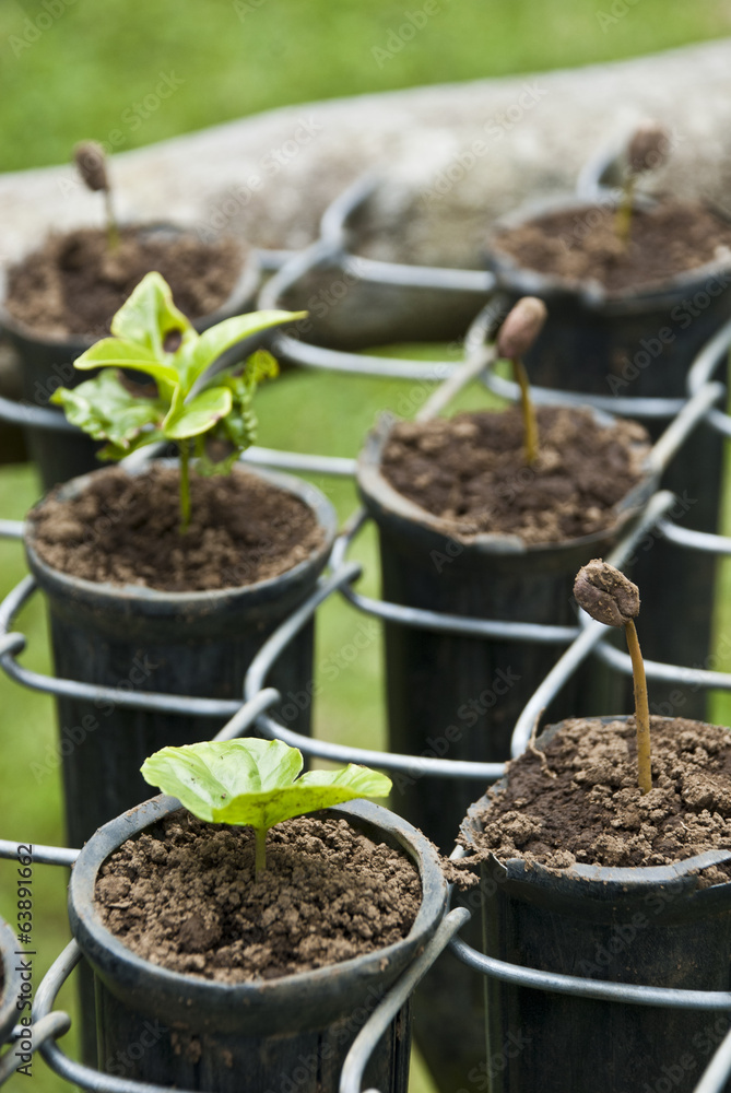 Coffee - Various Stages Of The Coffee Plant Germination Stock Photo ...