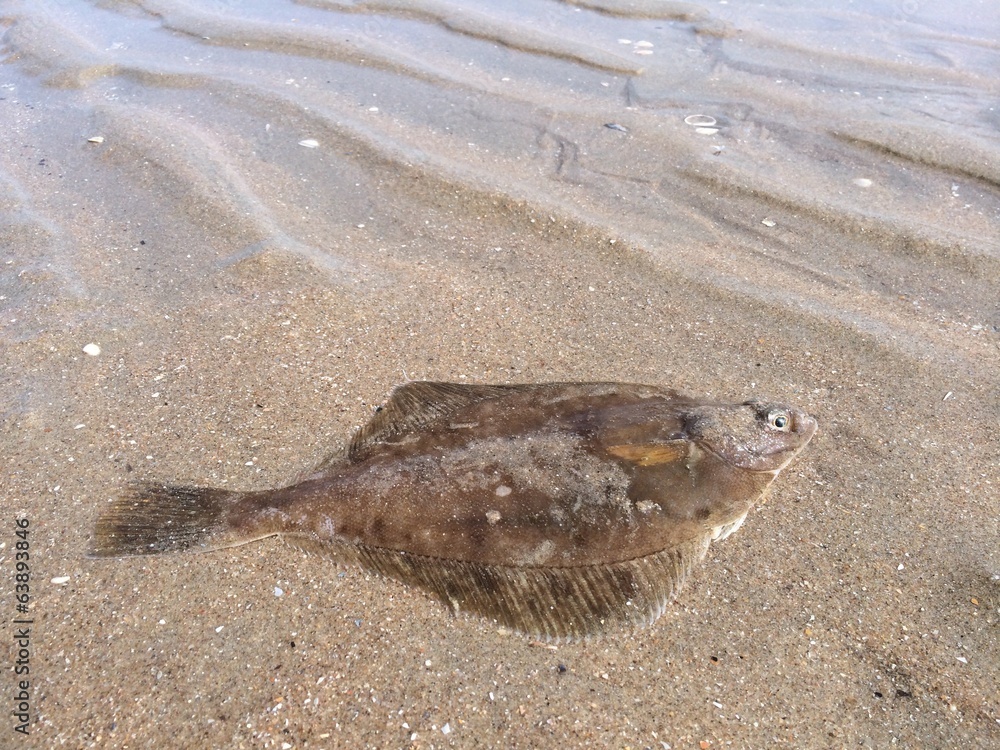 Fisch Stock Photo | Adobe Stock