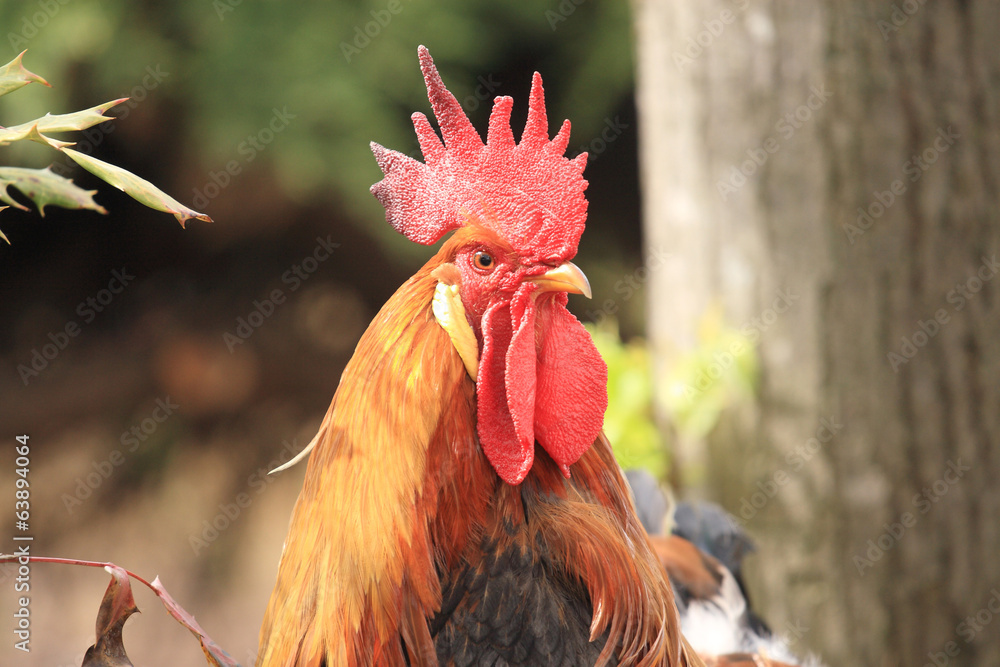 Foto Stock gallo animale da fattoria | Adobe Stock