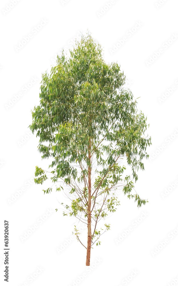 Eucalyptus tree isolated on white background Stock Photo | Adobe Stock