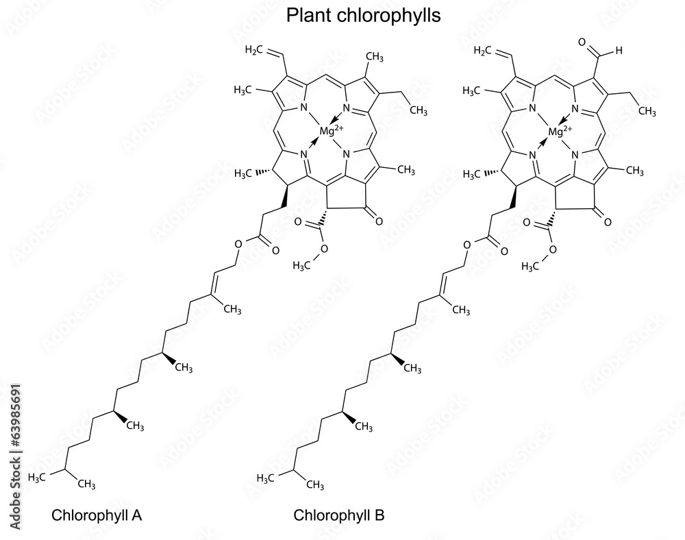 Structural chemical formulas of plant pigments chlorophylls Stock ...