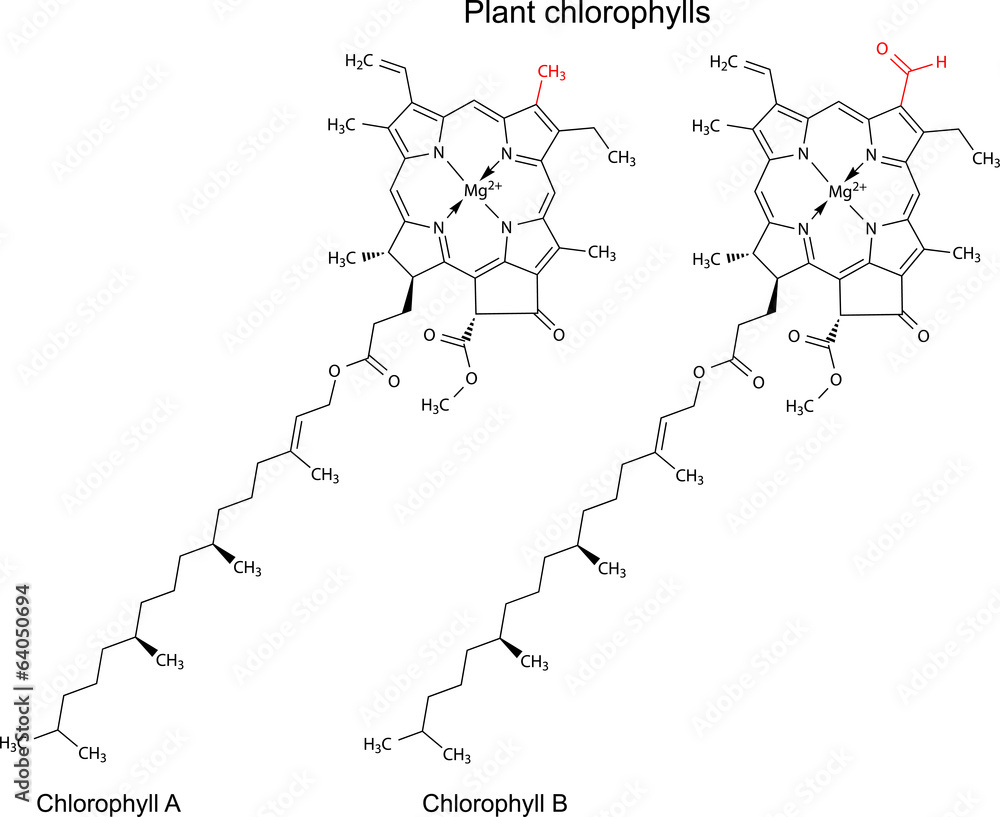 Structural chemical formulas of plant pigments chlorophylls Stock ...