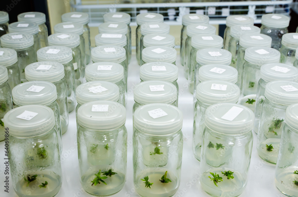 plant tissue culture in the laboratory Stock Photo | Adobe Stock