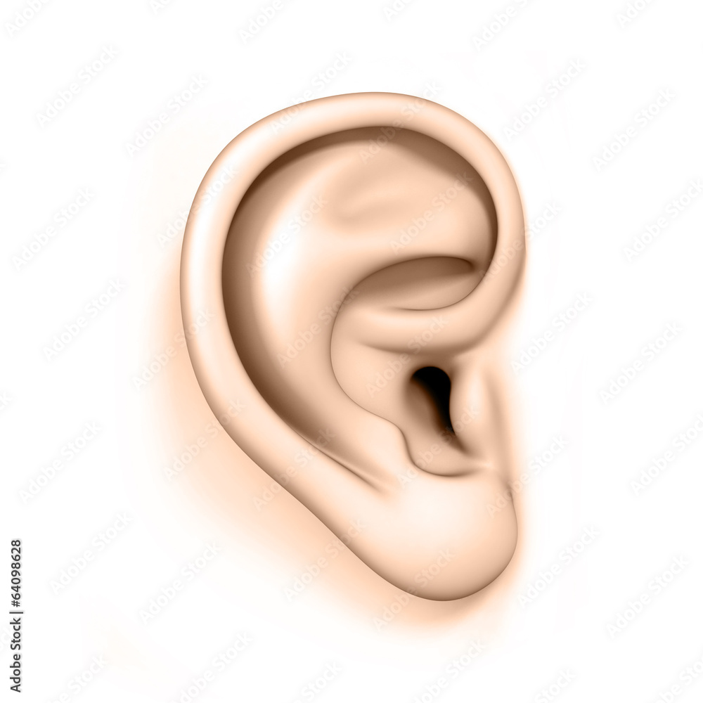 human ear isolated on a white background Stock Illustration | Adobe Stock