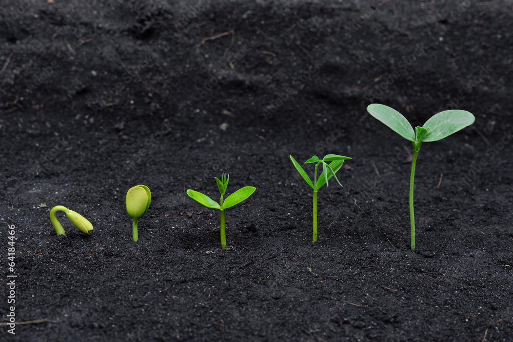 Sequence of seed germination on soil, evolution concept Stock Photo ...