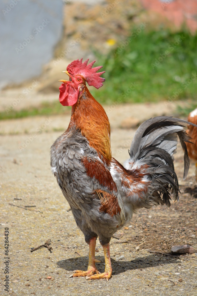 gallo cacareando y cantando al amanecer foto de Stock | Adobe Stock