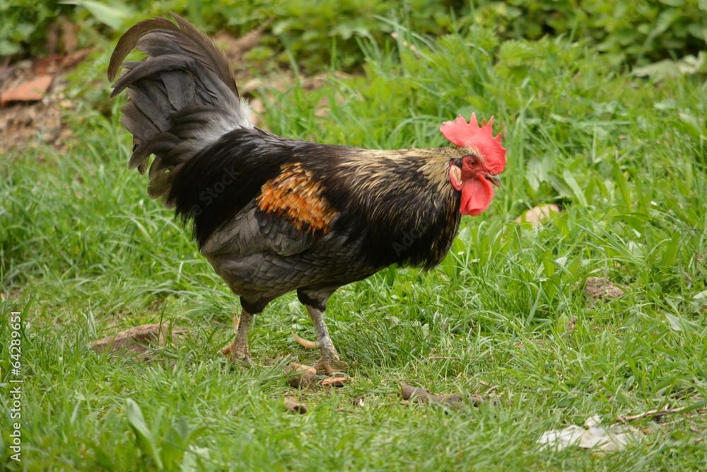 gallo de corral con plumas negras comiendo en el campo foto de Stock ...