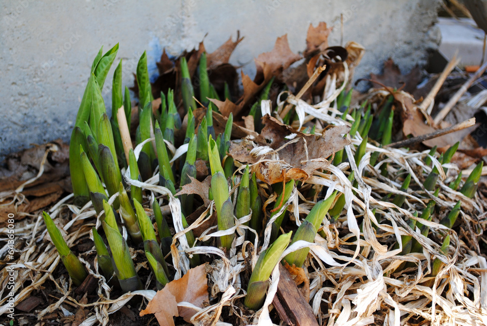 Hosta Sprouts in Early Spring Stock Photo | Adobe Stock