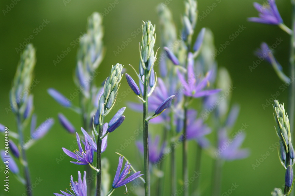 Blaue Staude im Garten Stock Photo | Adobe Stock