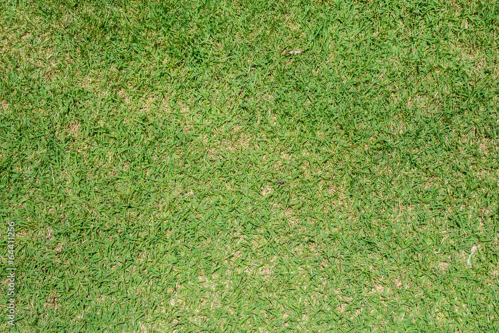 Green grass texture background Stock Photo | Adobe Stock