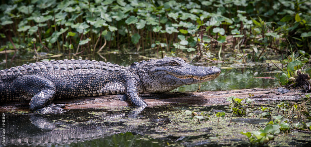 Alligator in swamp Stock Photo | Adobe Stock