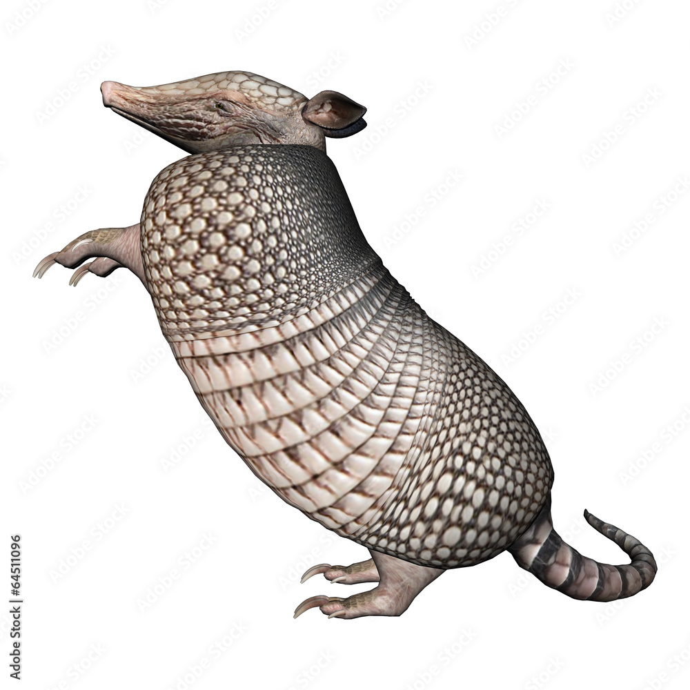 Armadillo Stock Illustration | Adobe Stock