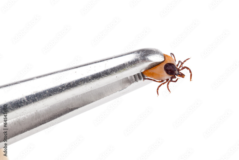 Poster Ticks – Wall Art | UkPosters