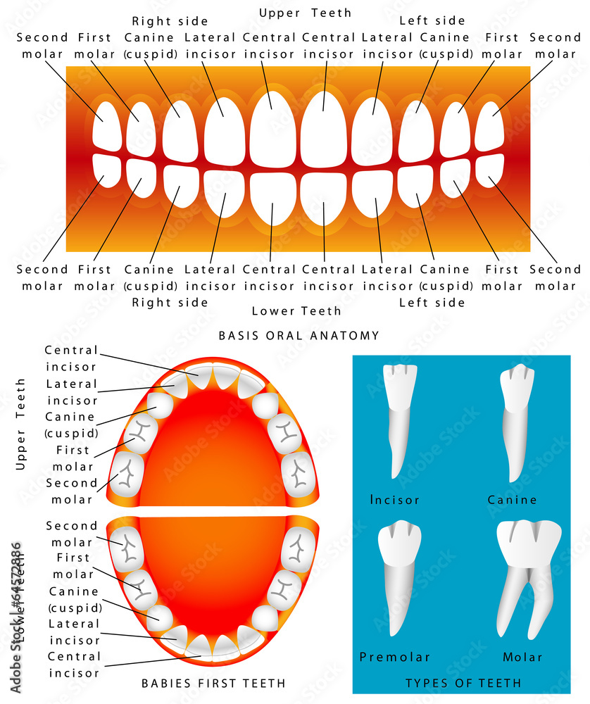 Human - Anatomy of children teeth Stock Vector | Adobe Stock