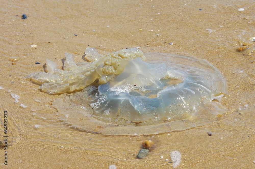 méduse échoué sur la plage Photos | Adobe Stock