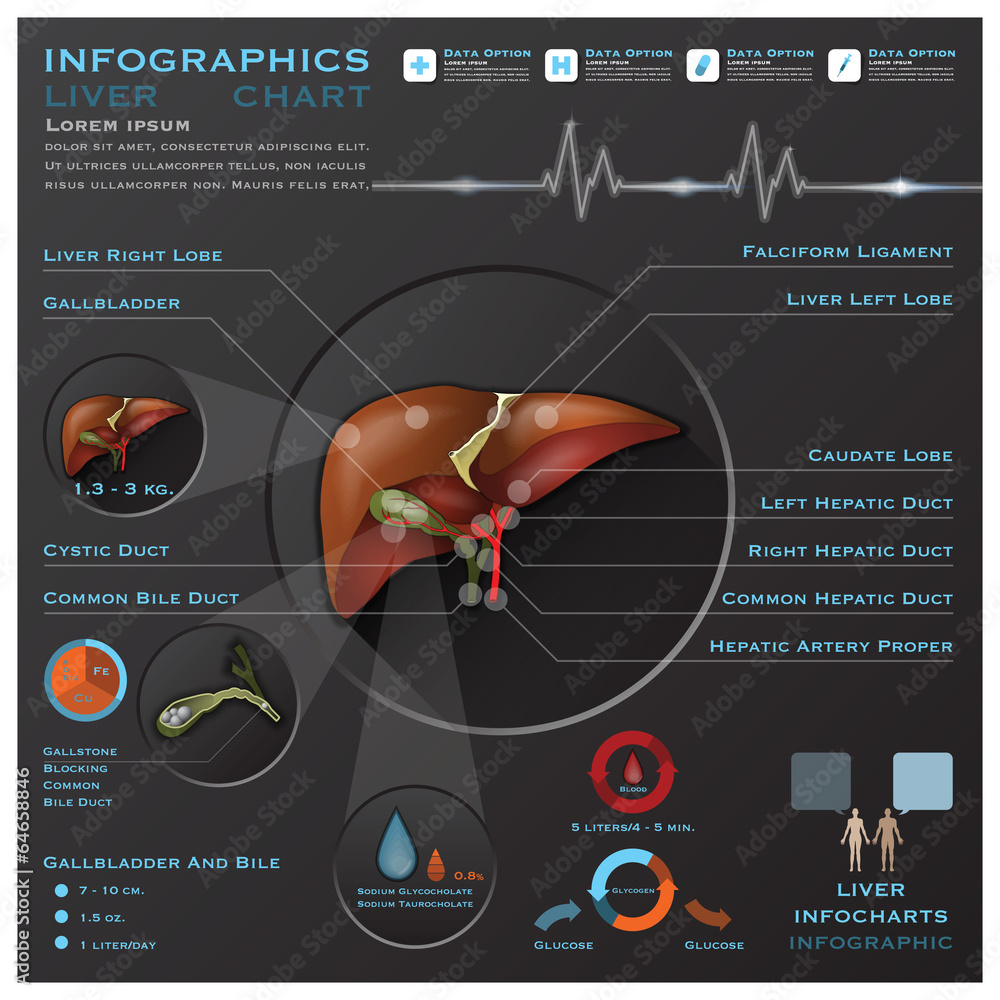 Liver And Gallbladder Medical Infographic Infochart Stock Vector ...