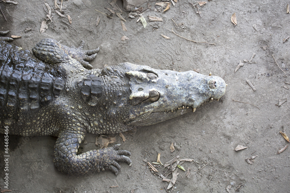 Krokodil Before After