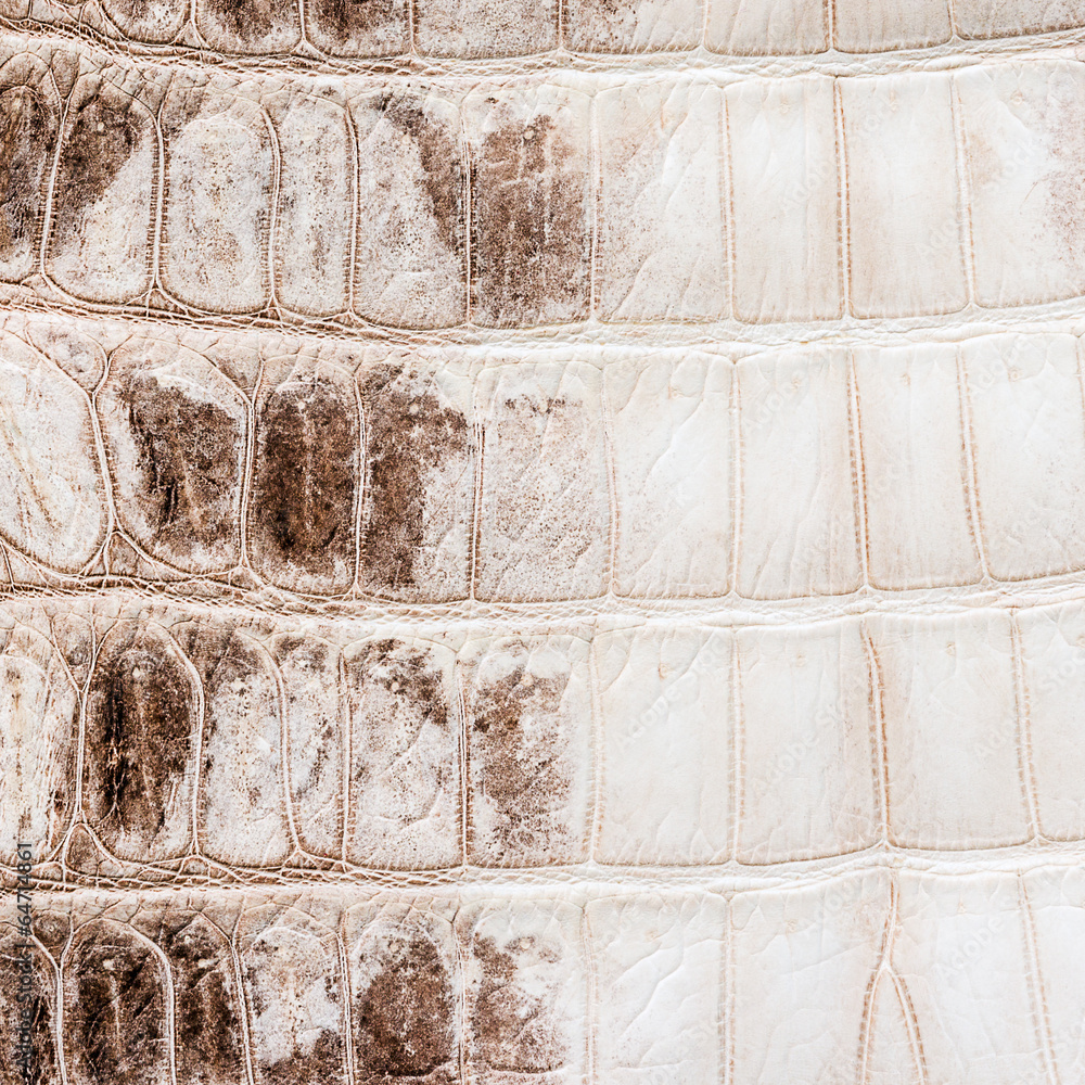 white crocodile leather texture background Stock Photo | Adobe Stock