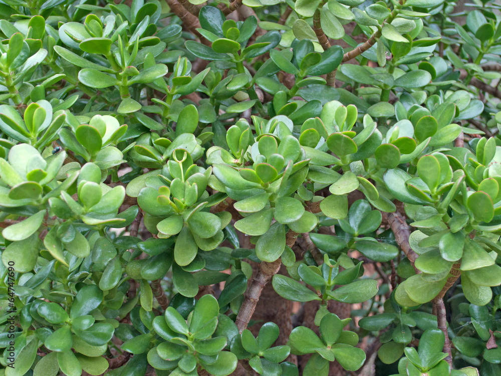 Pfennigbaum - Crassula ovata Stock-Foto | Adobe Stock