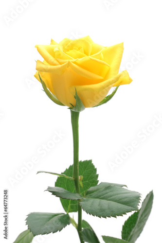 Yellow Rose White Background