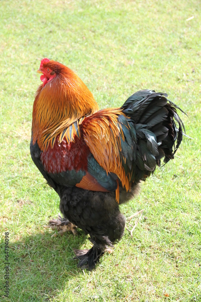 fier comme un coq Photos | Adobe Stock