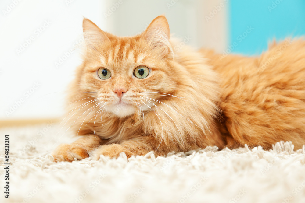 Foto de funny fluffy ginger cat lying do Stock | Adobe Stock