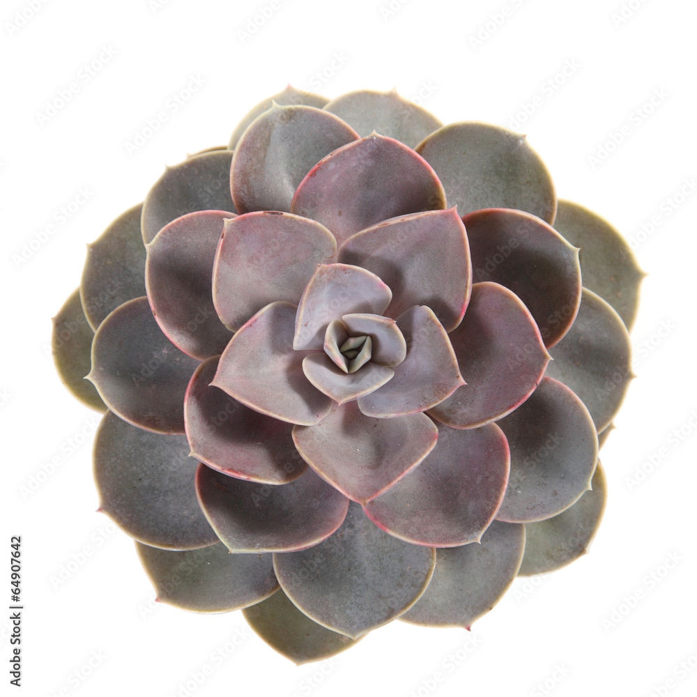 round succulent top isolated on white background Stock Photo | Adobe Stock
