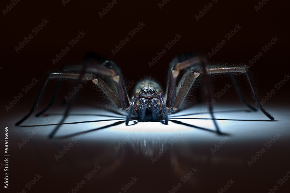 huge spider in ambush Stock Photo | Adobe Stock