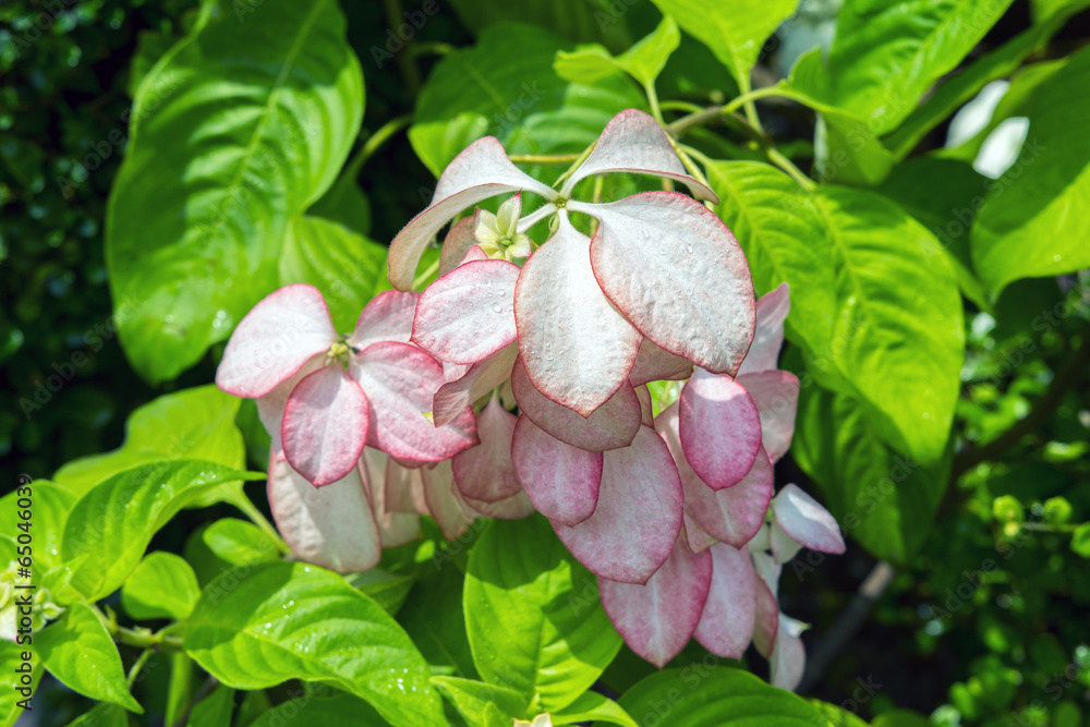 Mussaenda Philippica. Stock Photo | Adobe Stock