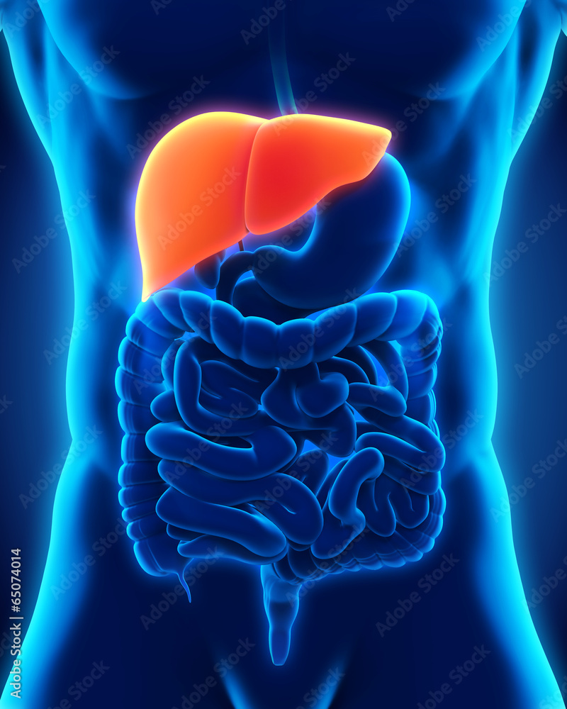 Human Liver Anatomy Stock Illustration | Adobe Stock