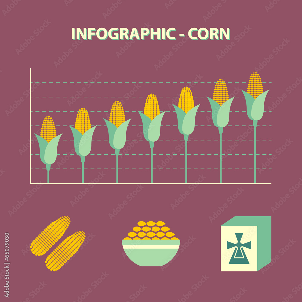 infographic with graph of increase corn and icons in flat design Stock ...