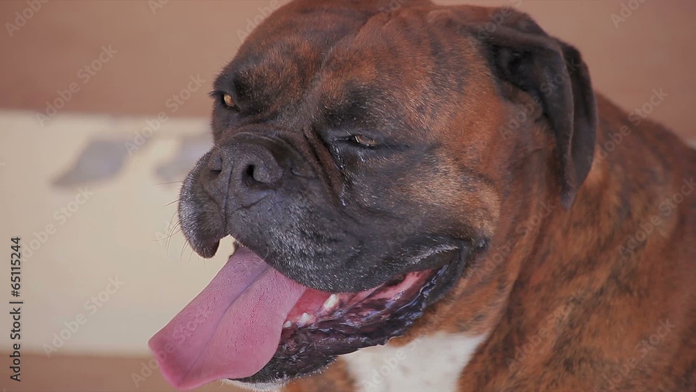 Brindle boxer (German boxer) flushed Stock Video | Adobe Stock