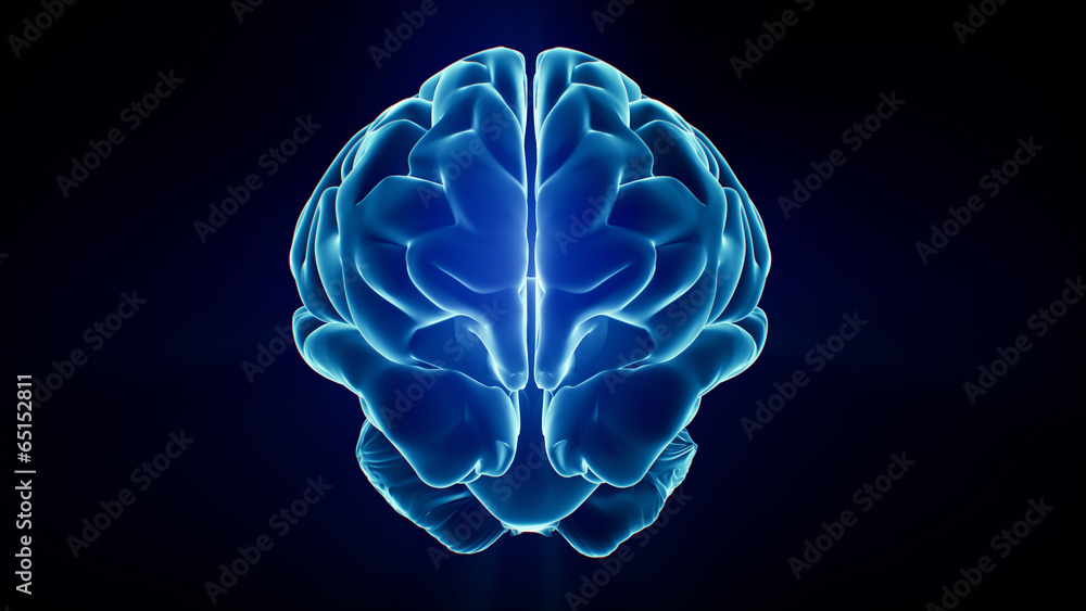 Xray Brain Stock Illustration | Adobe Stock