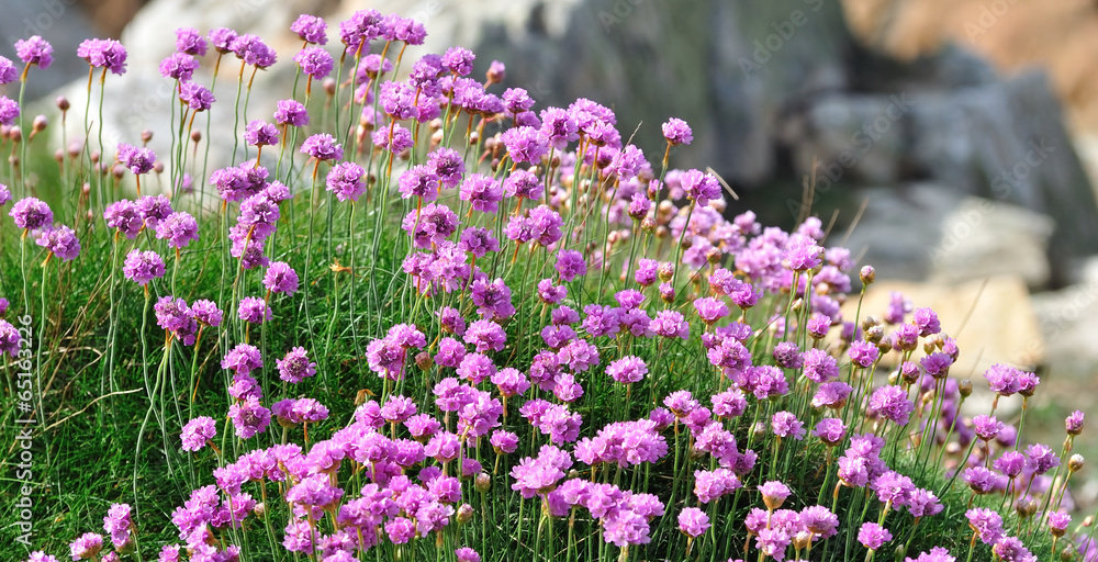 Fleurs sauvages de bord de mer en Bretagne Stock Photo | Adobe Stock