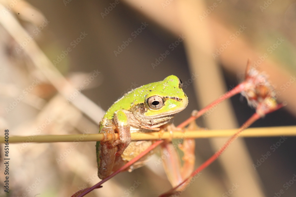 Japanese tree frog Hyla japonica in Japan Stock Photo | Adobe Stock