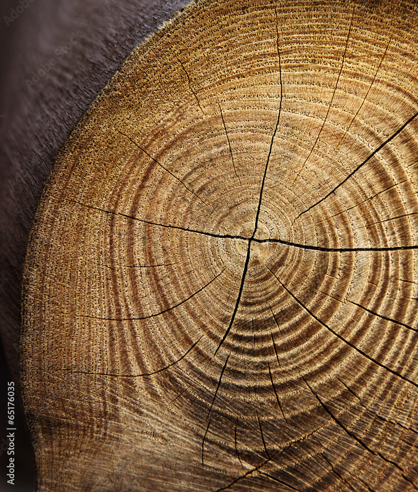 Holzstamm Stock-Foto | Adobe Stock