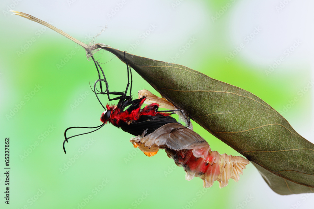 butterfly change form chrysalis Stock Photo | Adobe Stock