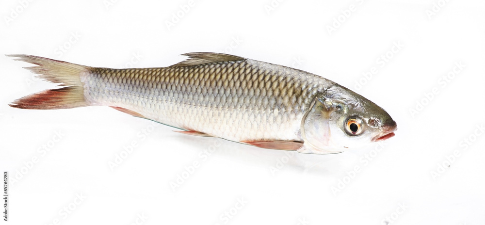 Indian Freshwater Fish Species